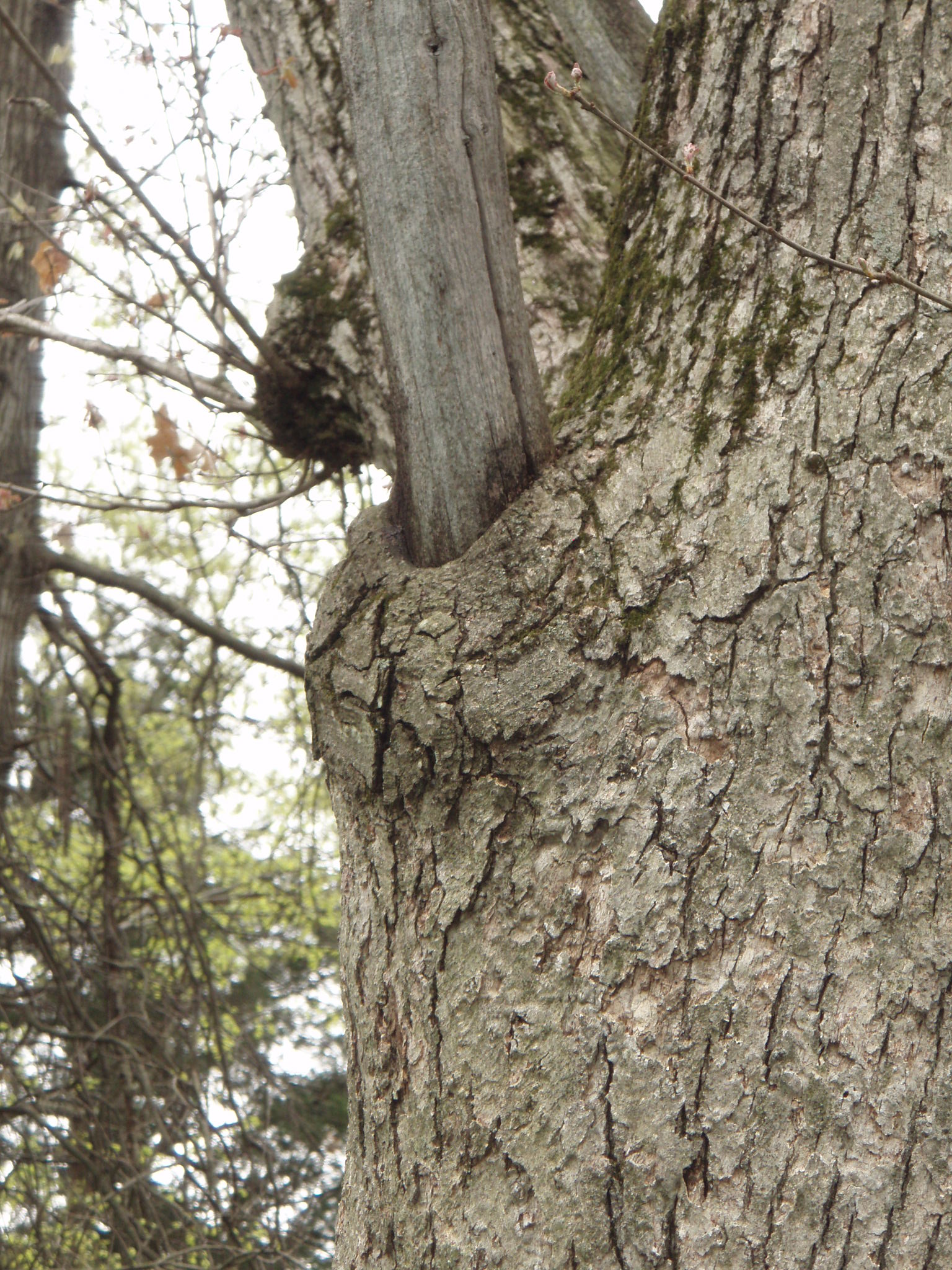 Callous & Callus | HORT travels